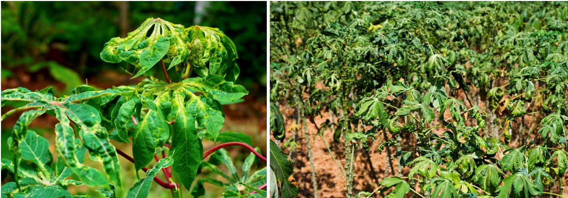 Diagnostic technology offers solutions for combating cassava mosaic ...